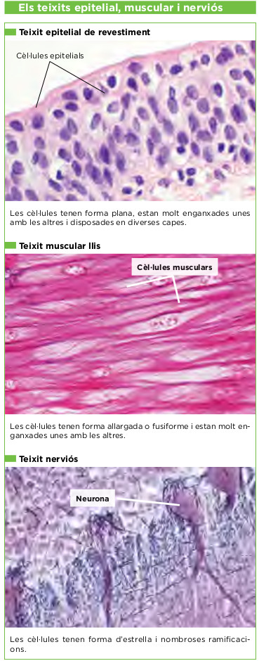 Blink Activity | BlinkLearning