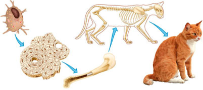 Blink Activity | BlinkLearning