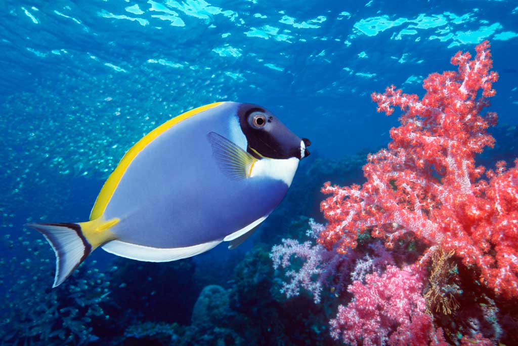 Blink Activity | BlinkLearning