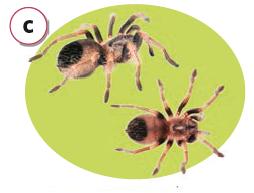 Blink Activity | BlinkLearning